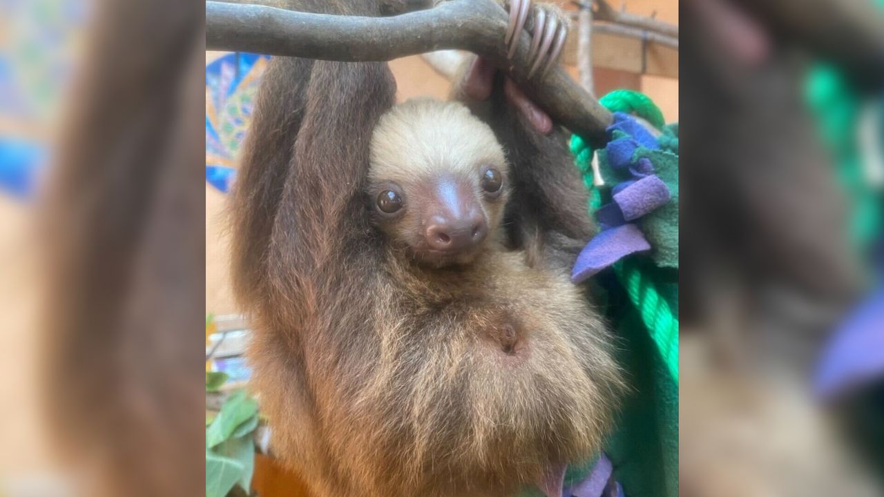 Scientists thought sloths don't fart. Then one was caught tooting on ...