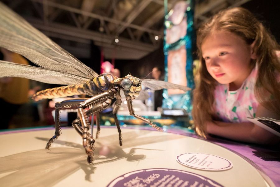 ‘Bug Lab’ Brings Big Surprises to the Perot Museum of Nature and Science