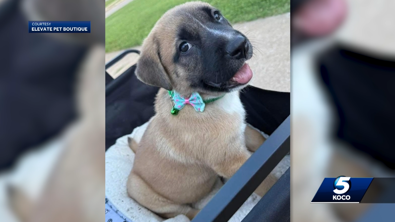 Midtown Mutts Summer Splash Fest provides opportunity to find forever homes for furry friends