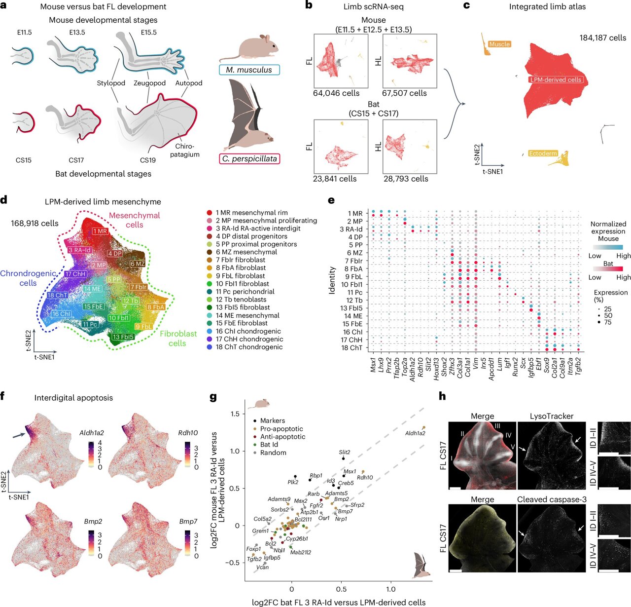 Flying with hands: The evolution of bat wings