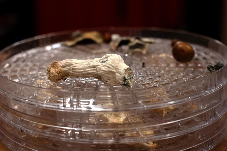 Magic Mushrooms could lengthen your lifespan