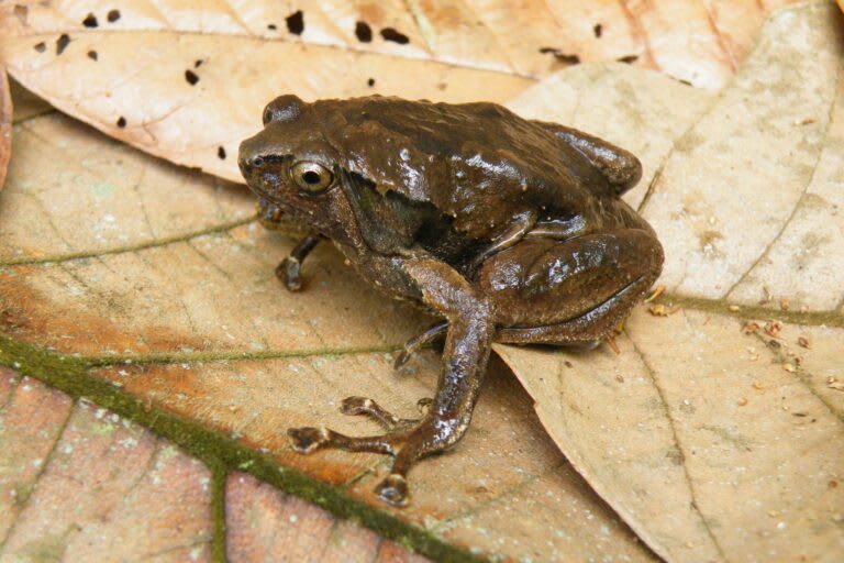 Deforestation in the Philippines may have caused infertile hybrids of ...