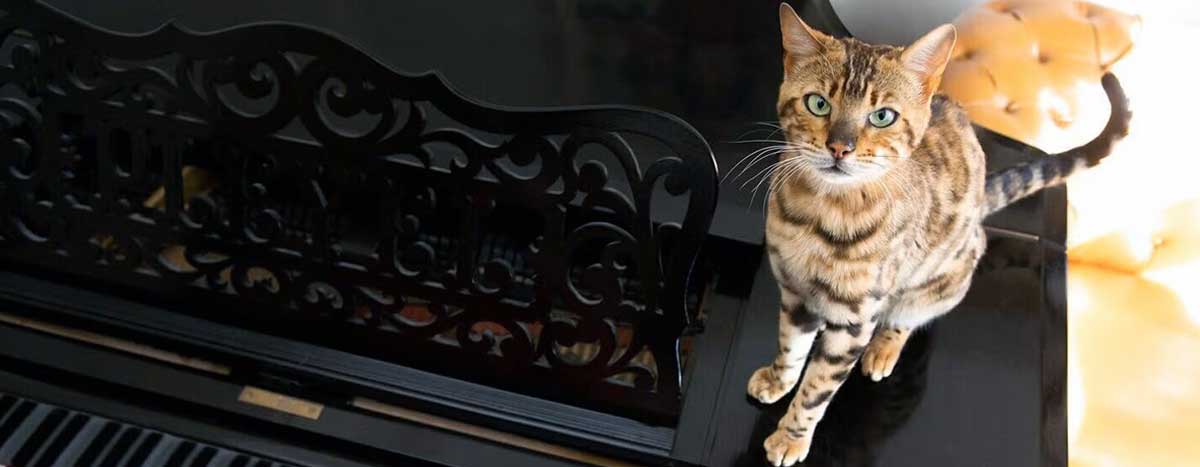 Do Cats Like Music? Understanding Their Reactions