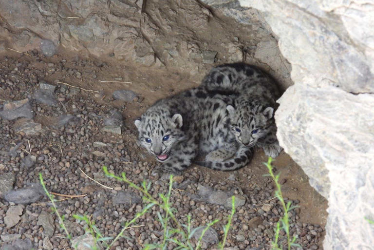 Rare images capture snow leopard cubs in their dens