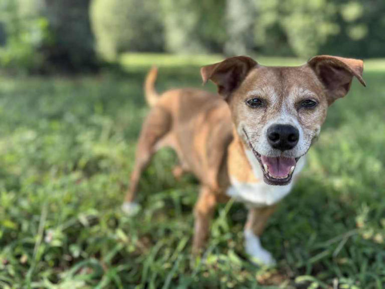 Luna Farms Rescue receives grant to support senior dog program in North ...