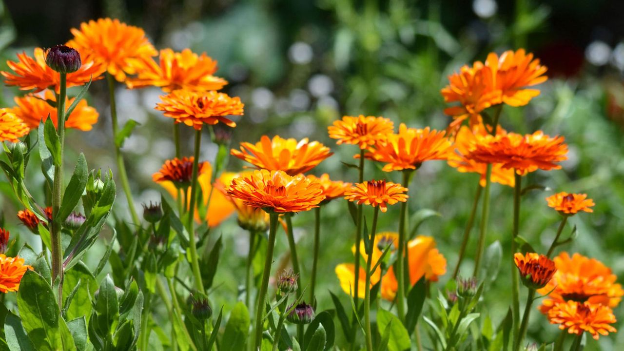 How to grow marigolds from seed – a step-by-step guide to cultivating ...