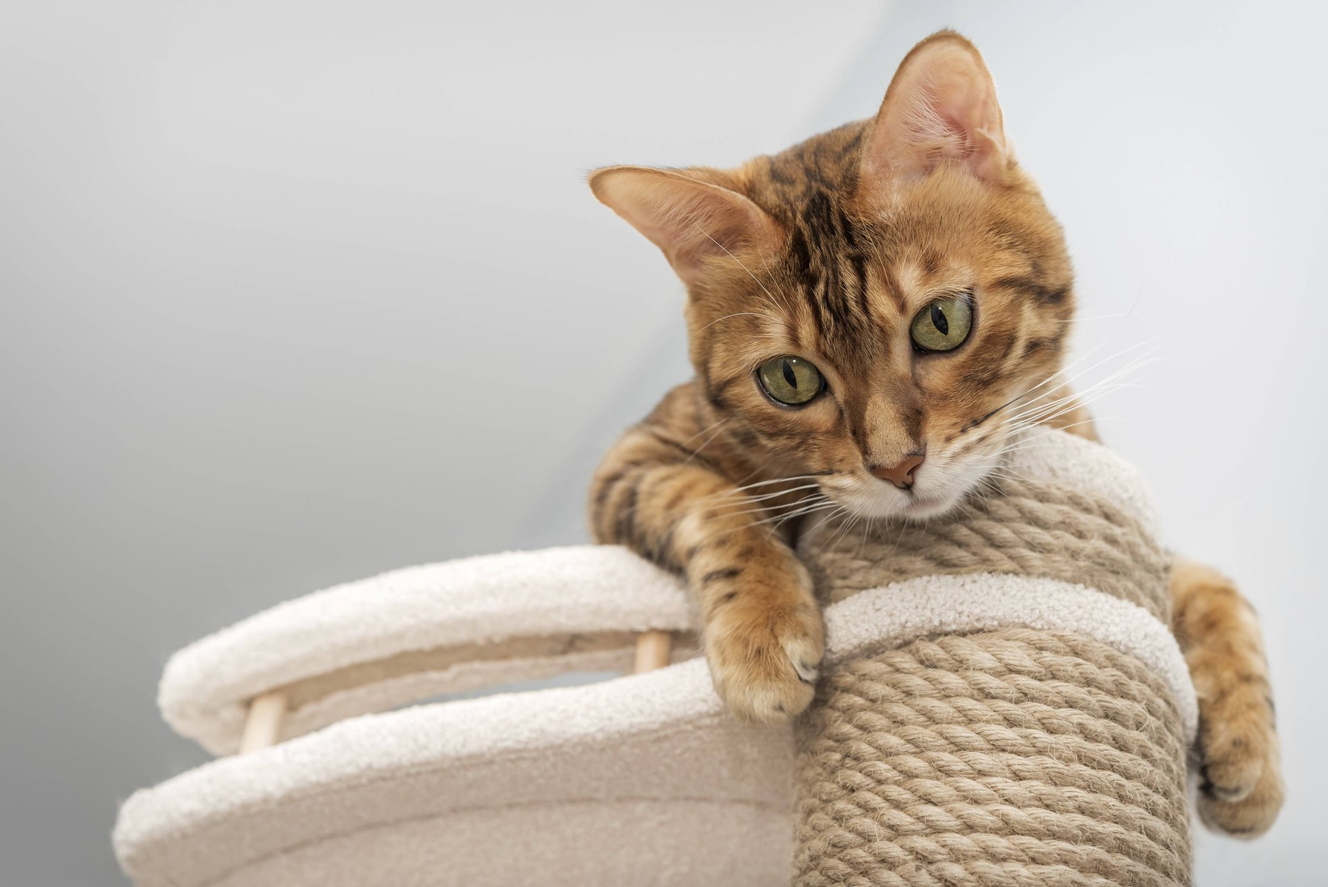 Kratzen, klettern, kuscheln: Diese Fressnapf‑Kratzsäule begeistert Katzen