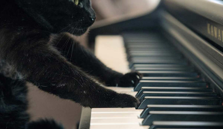 Do Cats Like Music? Understanding Their Reactions