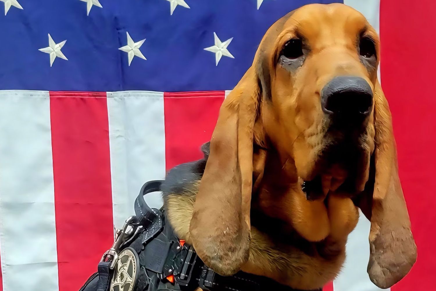 Newly-Deputized Police Dog Dies After Being Left in Hot Patrol Car