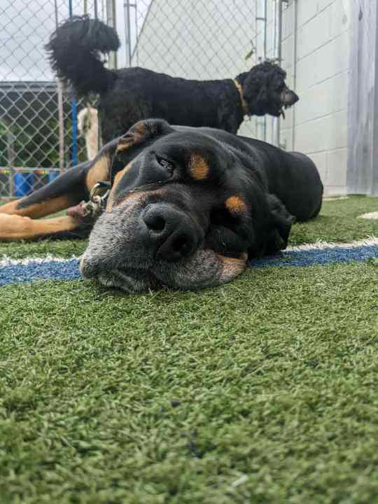 Luna Farms Rescue receives grant to support senior dog program in North ...