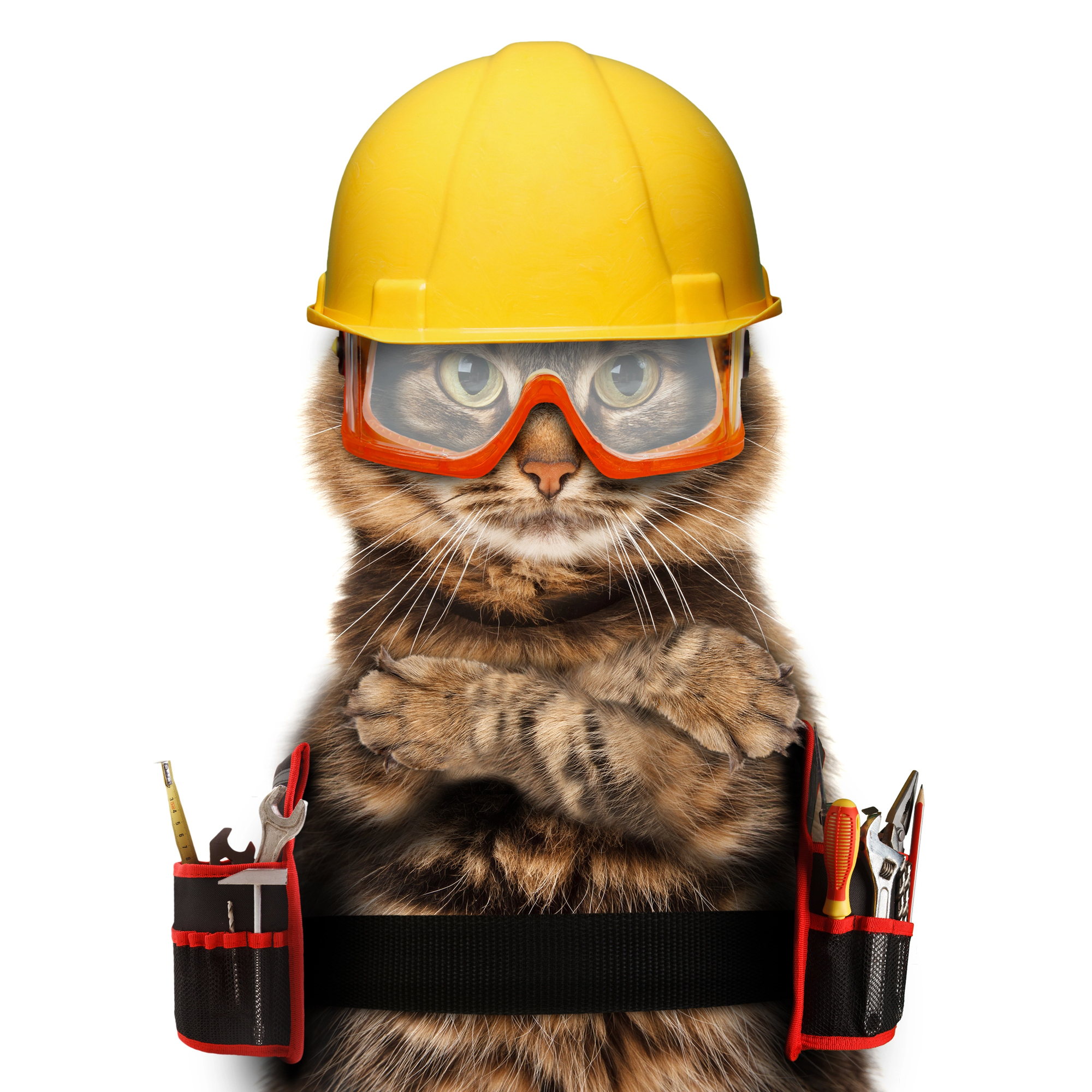 20 Animal Tool-Using Behaviors That Scientists Recently Discovered