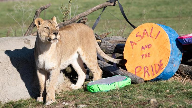 USDA report: Lioness euthanized after incident involving broken barrier ...