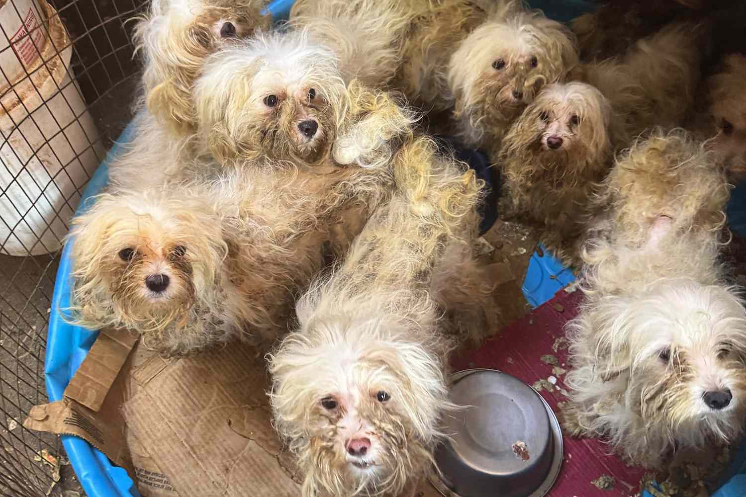 Over 400 Dogs Rescued from Suspected Puppy Mill: 'They're on Their Way ...