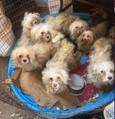 Humane Society of Tulsa asks for help after rescuing over 400 Maltese ...