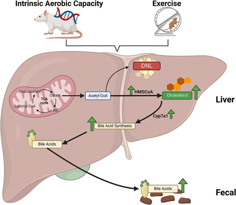 Regular exercise may help prevent fatty liver disease through bile acid ...