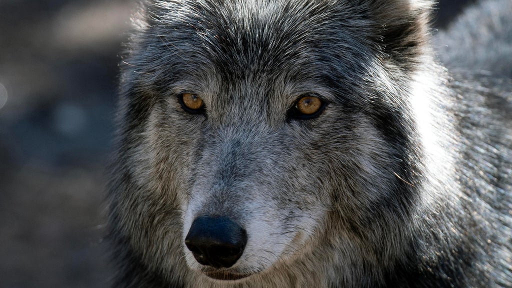 Colorado Parks and Wildlife confirm formation of three new wolf packs