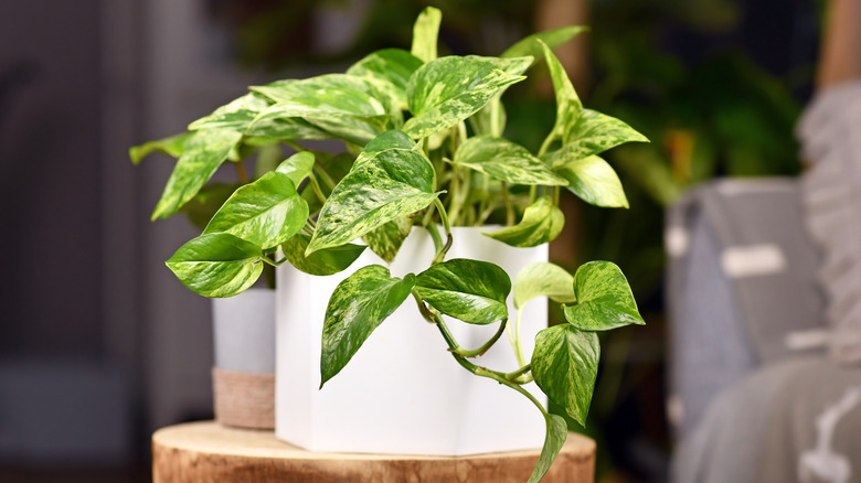 Issues You Should Know About Before Growing An Indoor Pothos