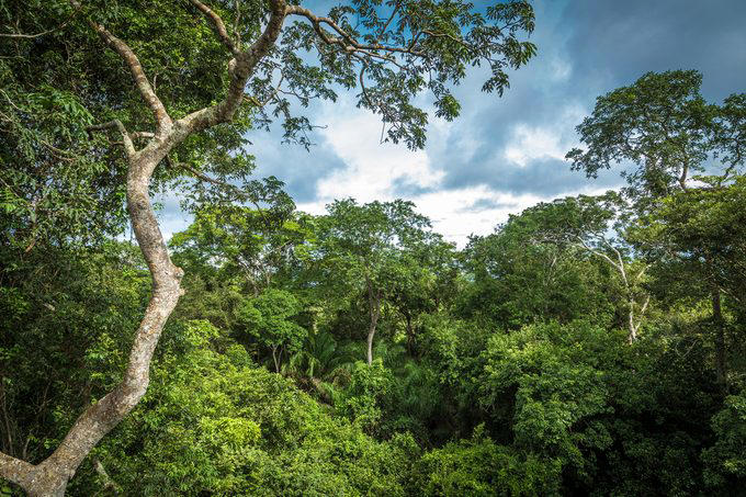 15 Amazing Facts About the Amazon Rainforest