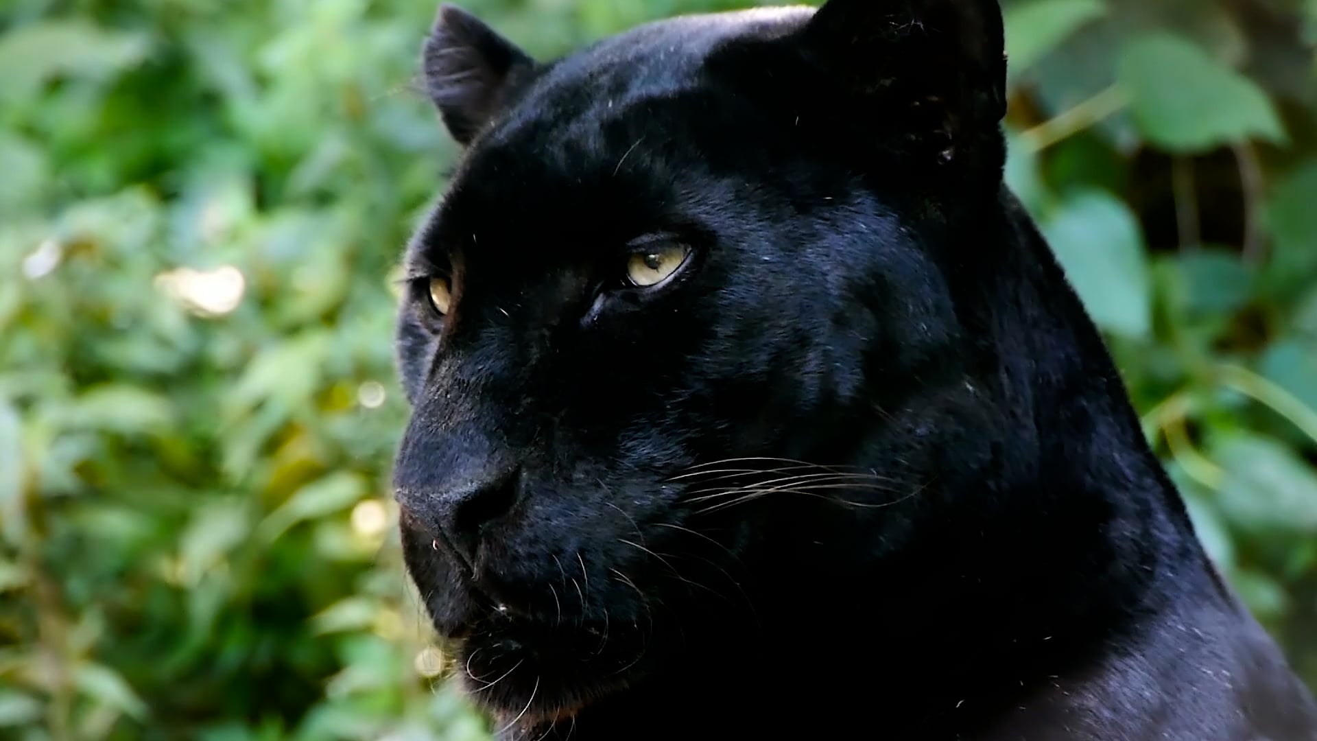Sjælden optagelse: Black Panthers stille vandring i dens habitat