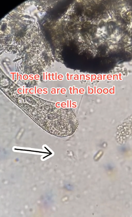 The Invisible World You’ve Never Seen—Until Now