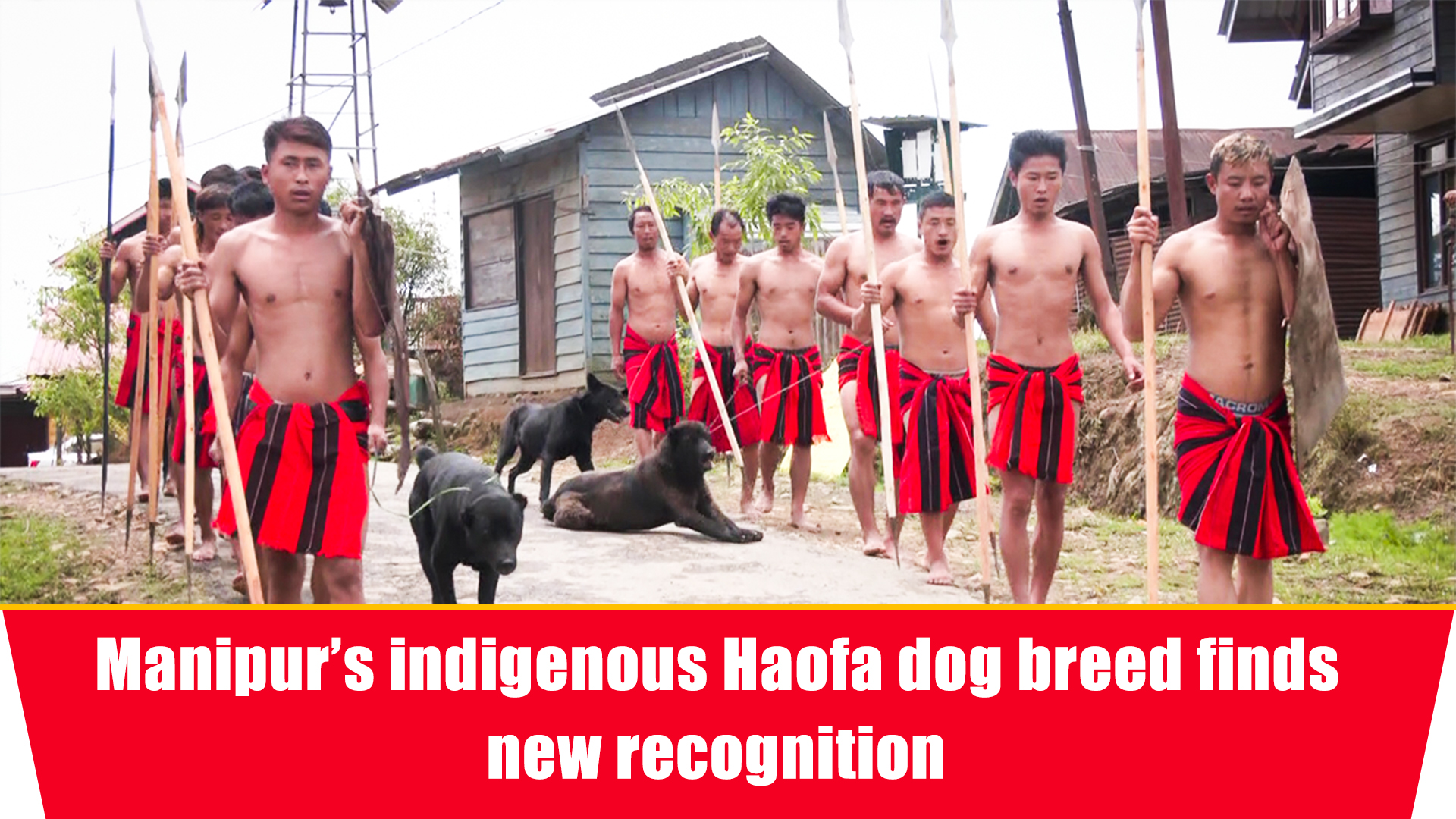 Manipur’s indigenous Haofa dog breed finds new recognition
