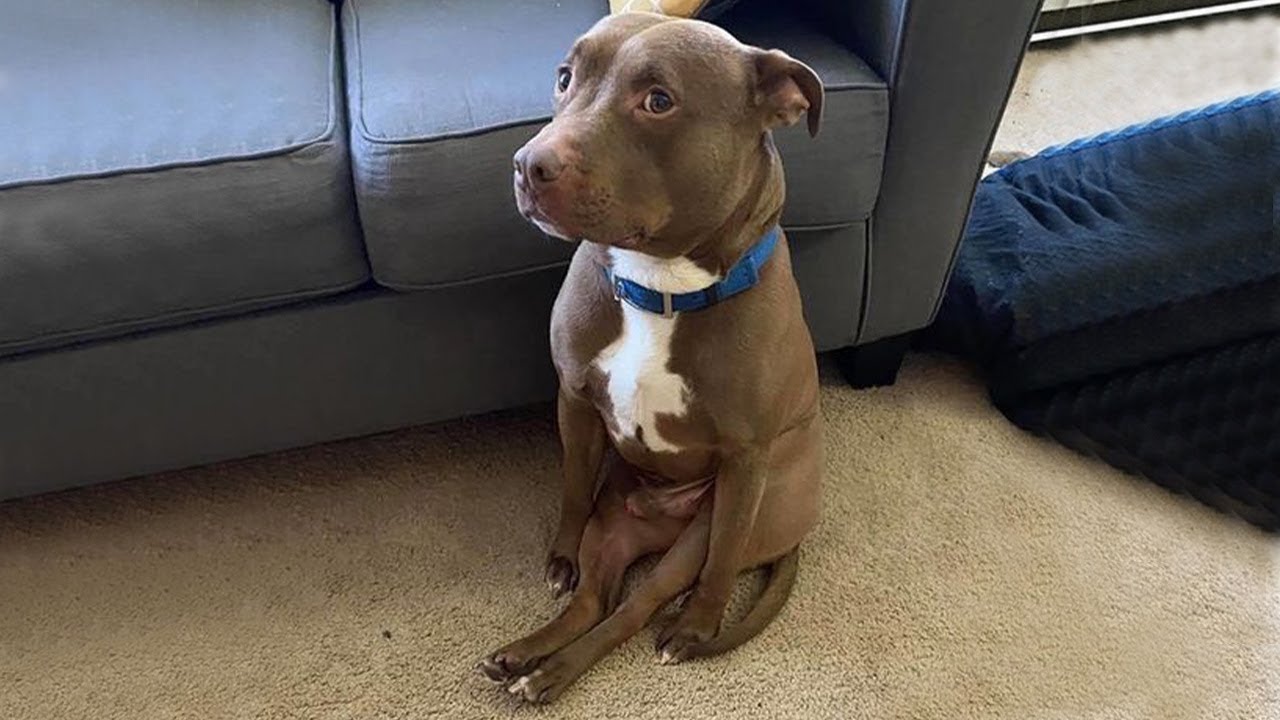Pitbulls prove they’re just big softies with huge hearts