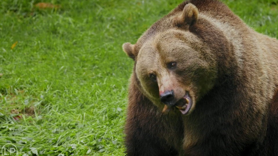 Bruine beren verscheuren een ree ~ Ursus arctos