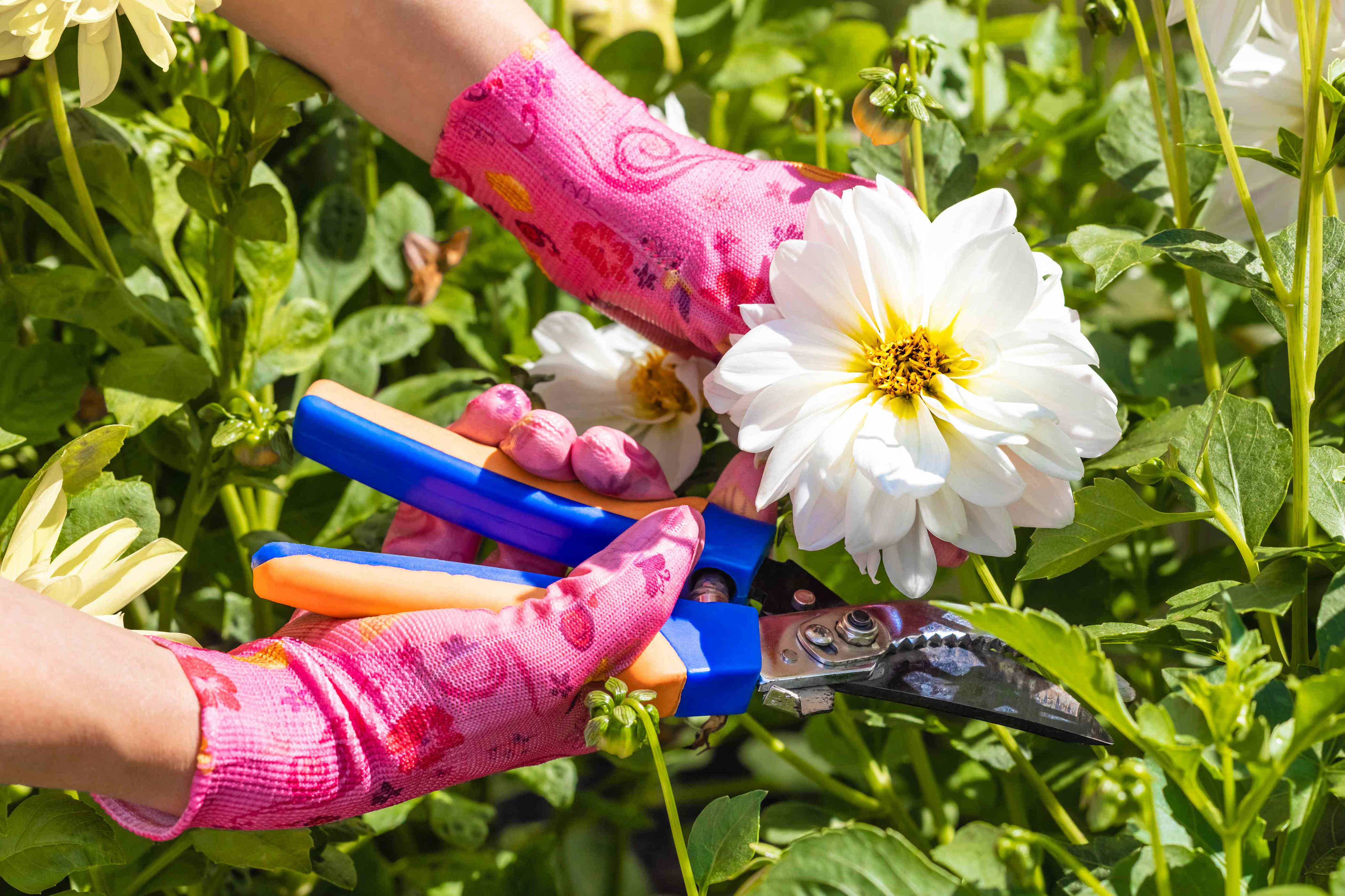 What Is Deadheading—And Which Plants Actually Need It?