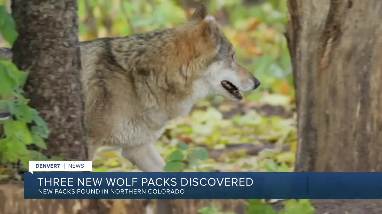 Colorado is now home to 3 new wolf packs with unknown number of pups