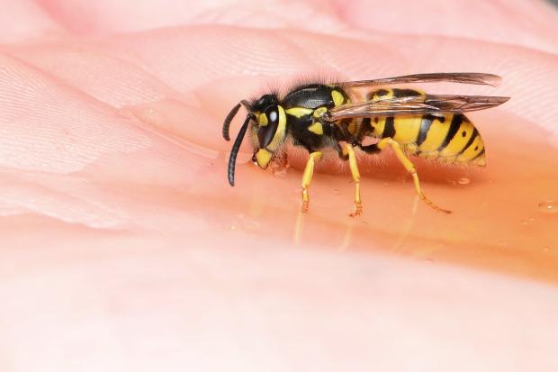 Why you’re seeing more wasps this summer than last year