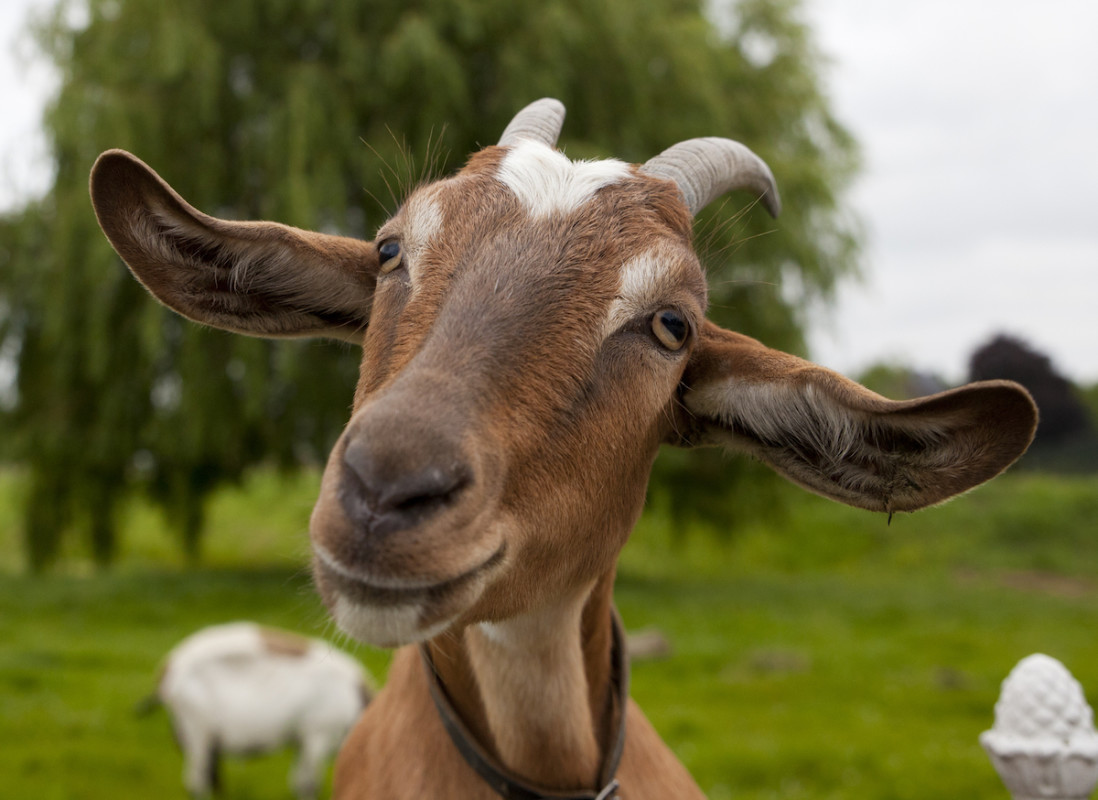 Goat Shows Off His New Hairdo and the Whole Barnyard Is in Stitches