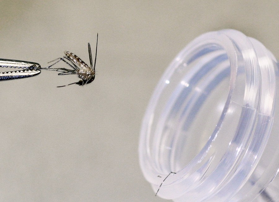 GRMCD introduces in-house testing for more effective mosquito-disease ...