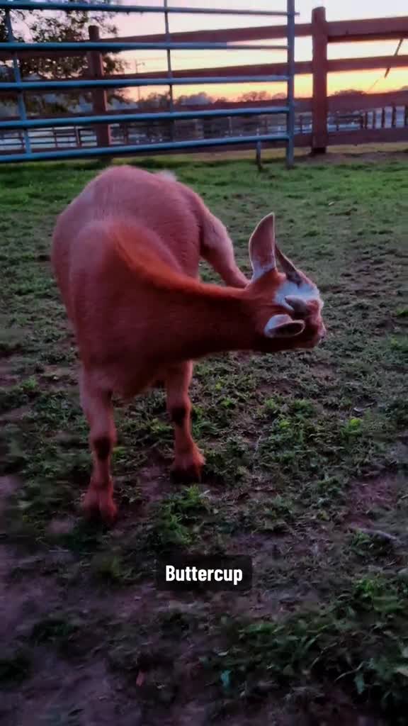 Winning Over a Shy Goat: Buttercup’s Big Moment