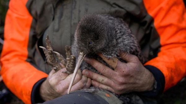 Putziger Nationalvogel: Seltene Kiwi-Art in Neuseeland entdeckt