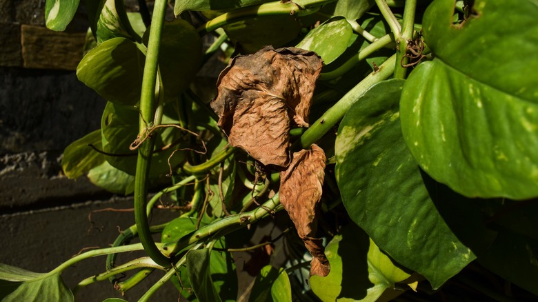 Issues You Should Know About Before Growing An Indoor Pothos