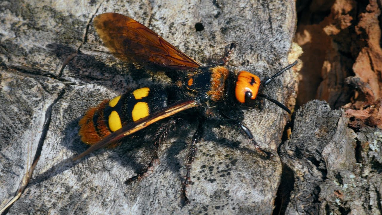 Vespa mammut europea ~ Megascolia maculata 🐝💥