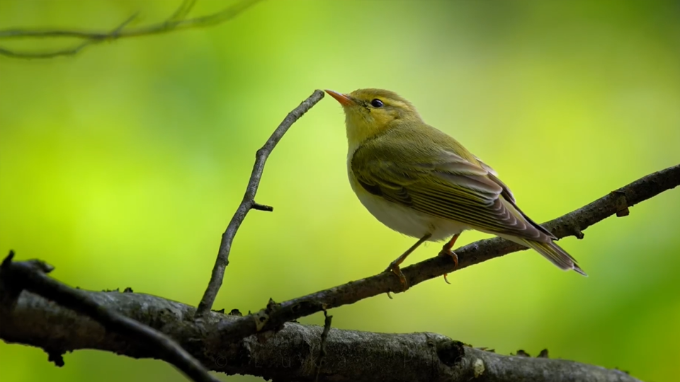 Nature Sound – Bird Singing 🐦🎵