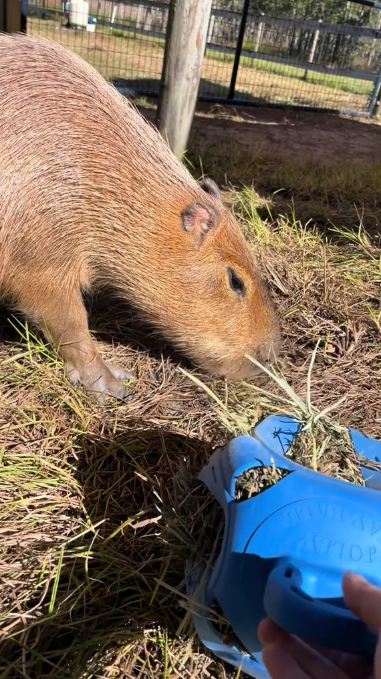 Pumpkin the Capybara vs. Horse Toy Still Waiting on That Photogenic Mood