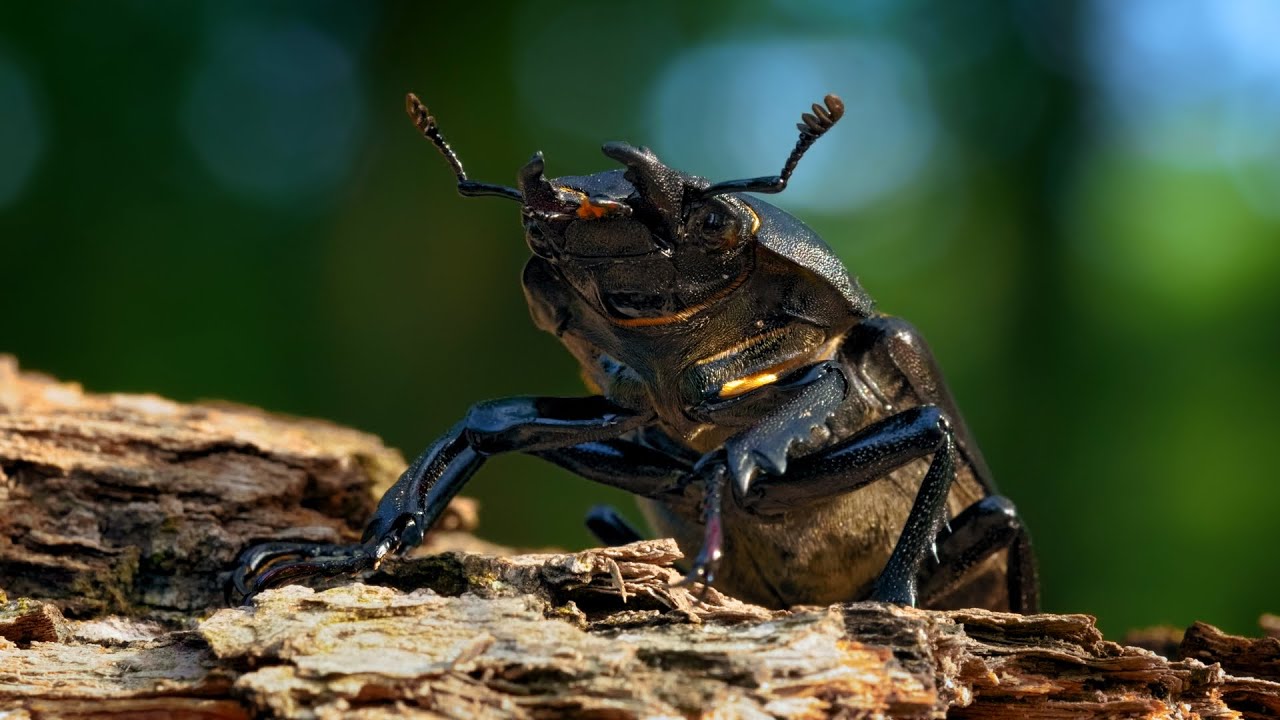 Lady Stag Beetle Shows How to Clean Your Antennae ~ Lucanus cervus 🪲