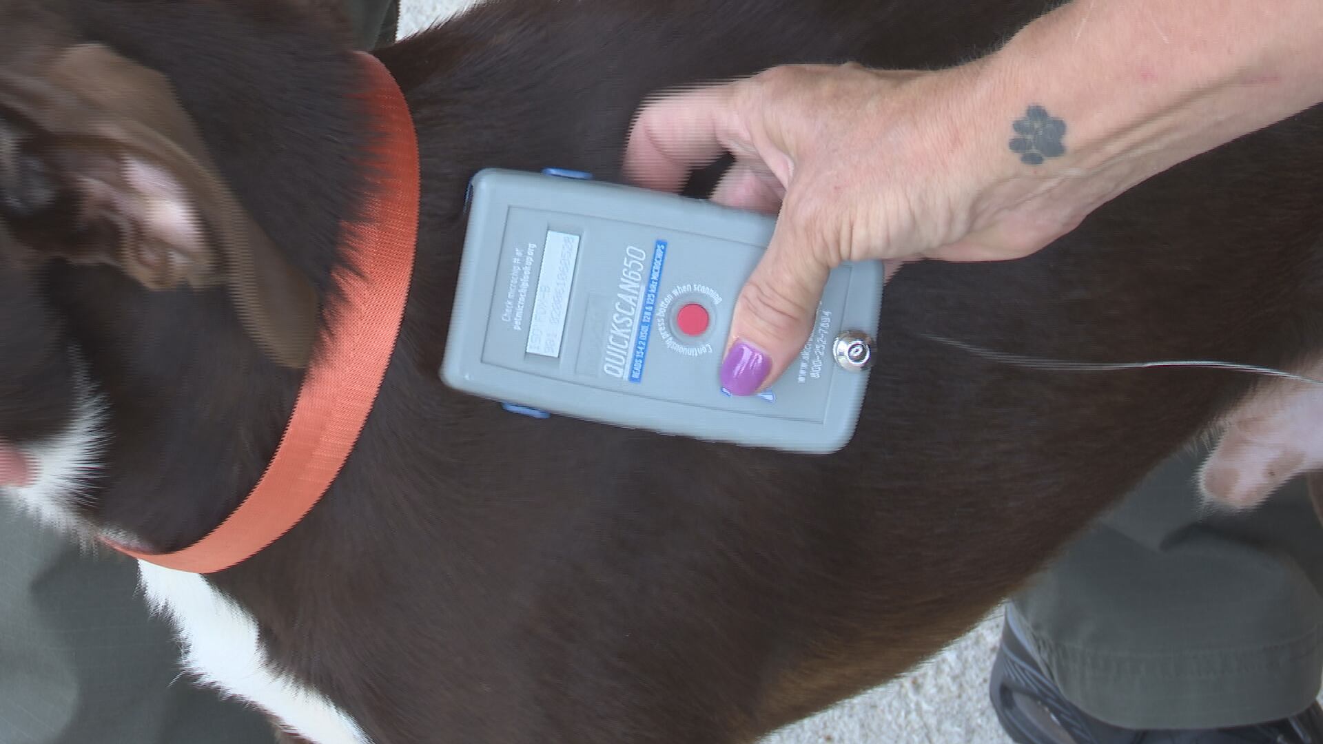 Walton County is giving pet owners “peace of mind” with new microchip ...