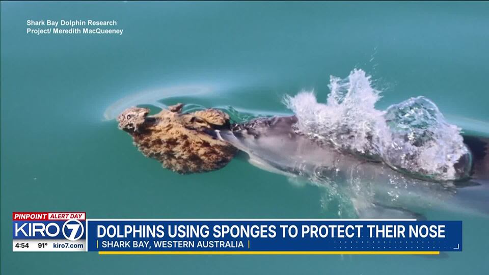 VIDEO: Dolphins using sponges to protect their noses