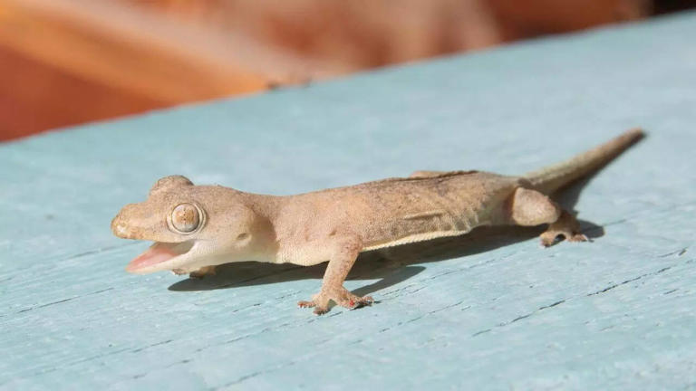 8 natural home remedies to remove lizards from your house this summer