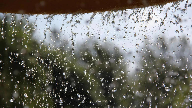 Natural home remedies to keep insects out this monsoon: Easy, bug-free ...