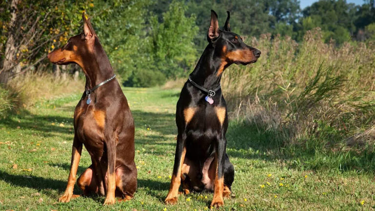 Top 10 aggressive dog breeds you should never own without training