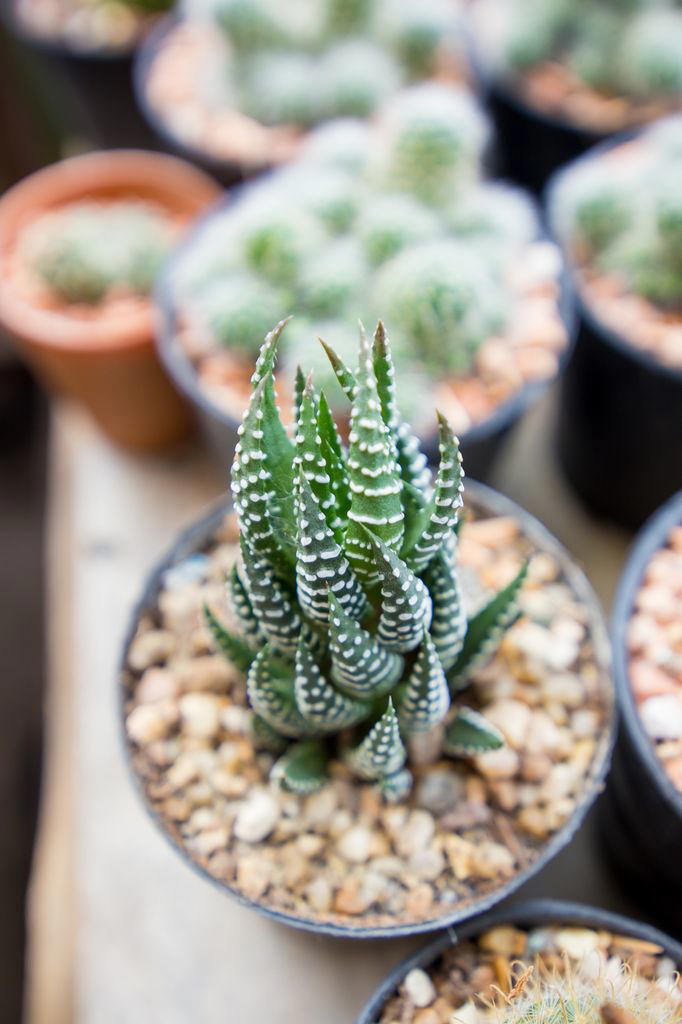 Planta cebra: la suculenta decorativa y fácil de cuidar que queda ...
