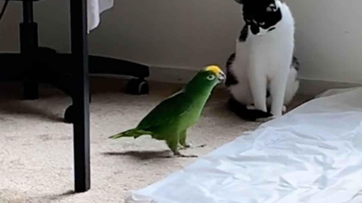 Woman films parrot and cat plotting escape; the internet is in stitches ...
