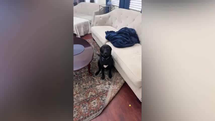 Labrador Retriever Always Called a 'Bad' Dog by Guests, Reason Goes Viral