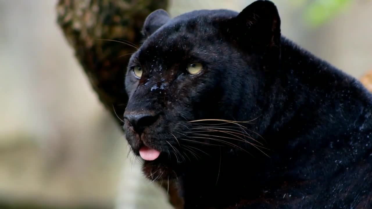 Imágenes raras: El merodeo silencioso de la Pantera Negra en su hábitat