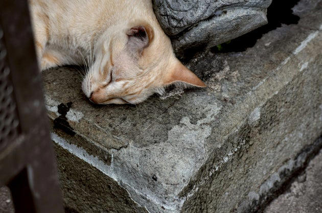 I Just Learned Why Cats like Concrete Slabs So Much, And It's So... Cat