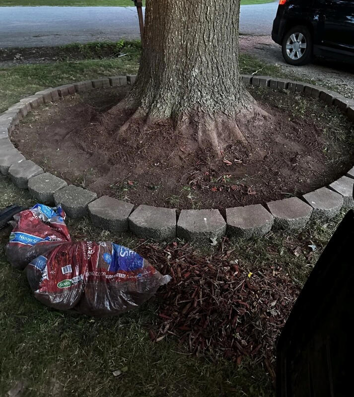 Proud homeowner shares images after fixing harmful landscaping mistake ...